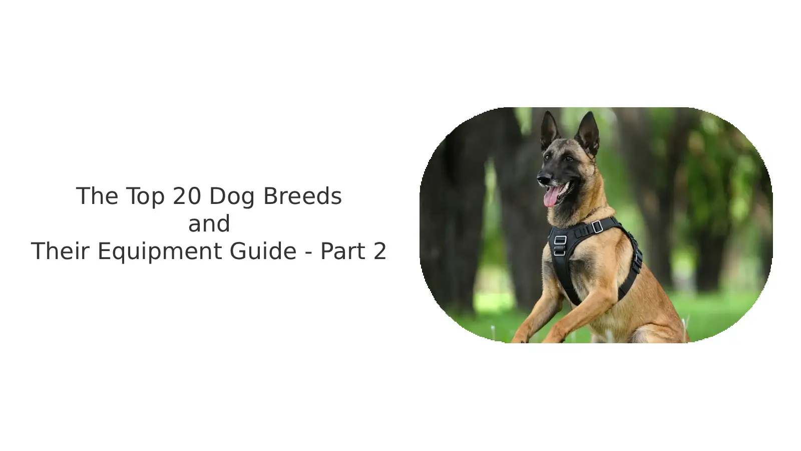 A Review of The Top 20 Most Popular Dog Breeds in The United States and ...